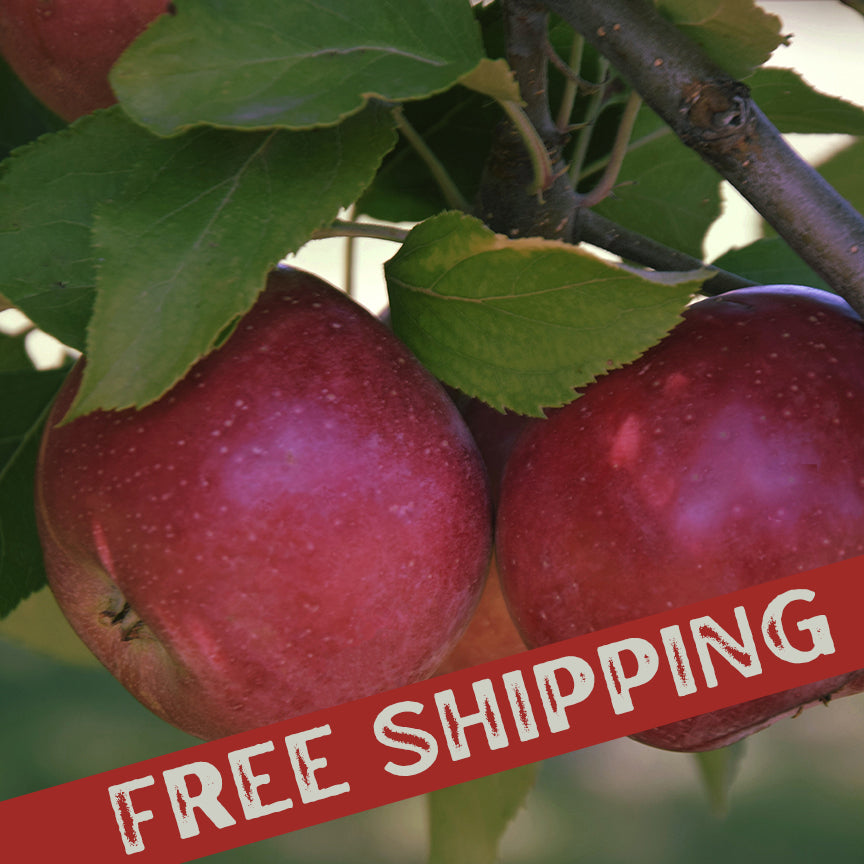 McIntosh Gift Box - Rogers Orchards