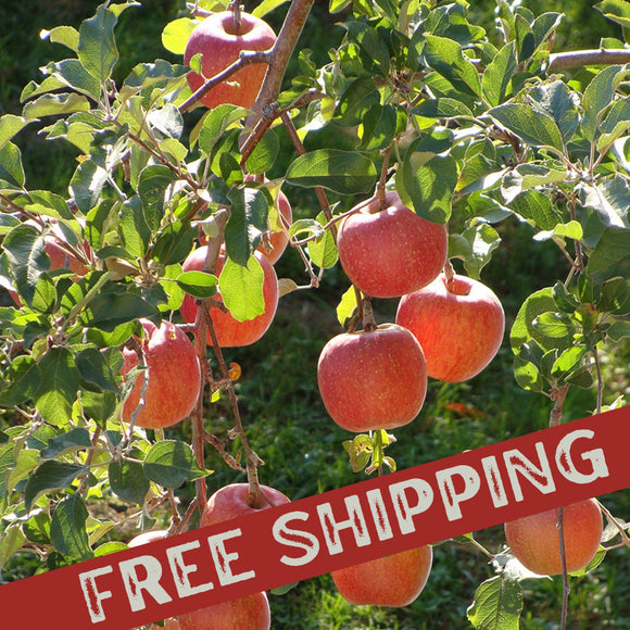 Fuji Gift Box - Rogers Orchards